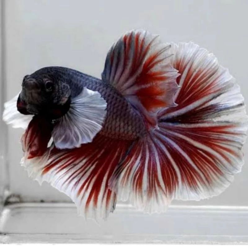 Jual Ekor Lebar | Shopee Indonesia