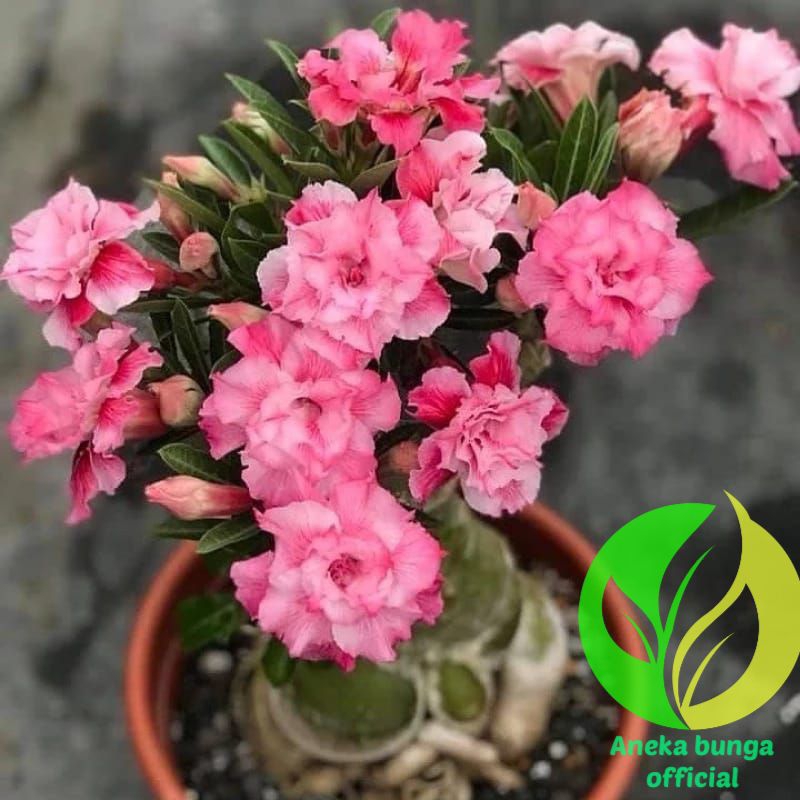 Jual Tanaman hias bunga adenium tumpuk super pink / pohon Kamboja ...