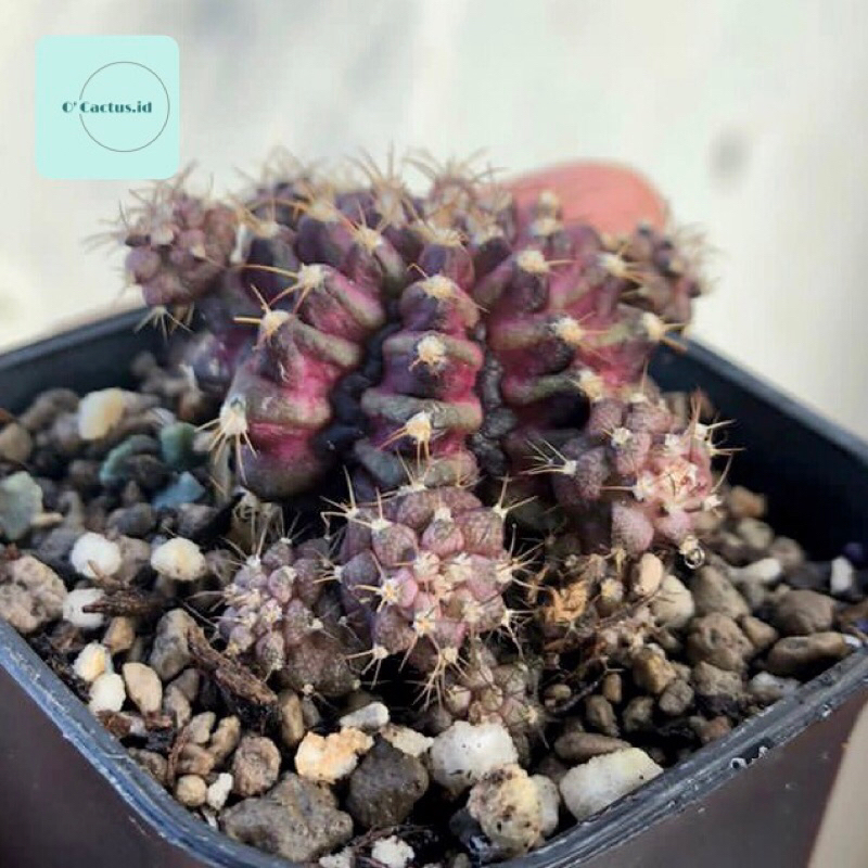 Jual gymnocalycium trex hybrid kaktus gymno miha mihanovichii fukuryu ...