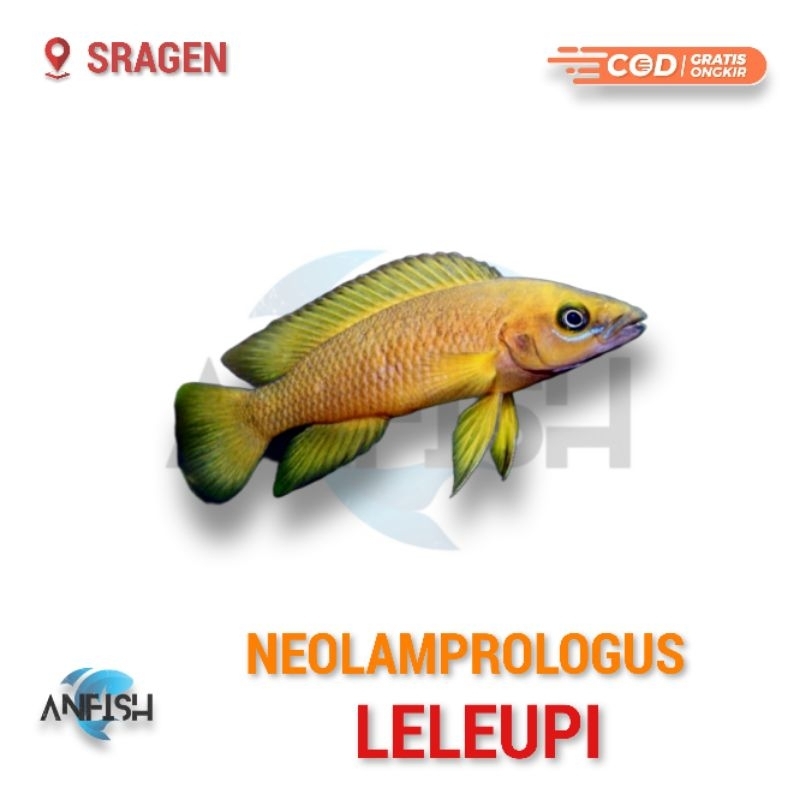 Jual neolamprologus leleupi cichlid | Shopee Indonesia