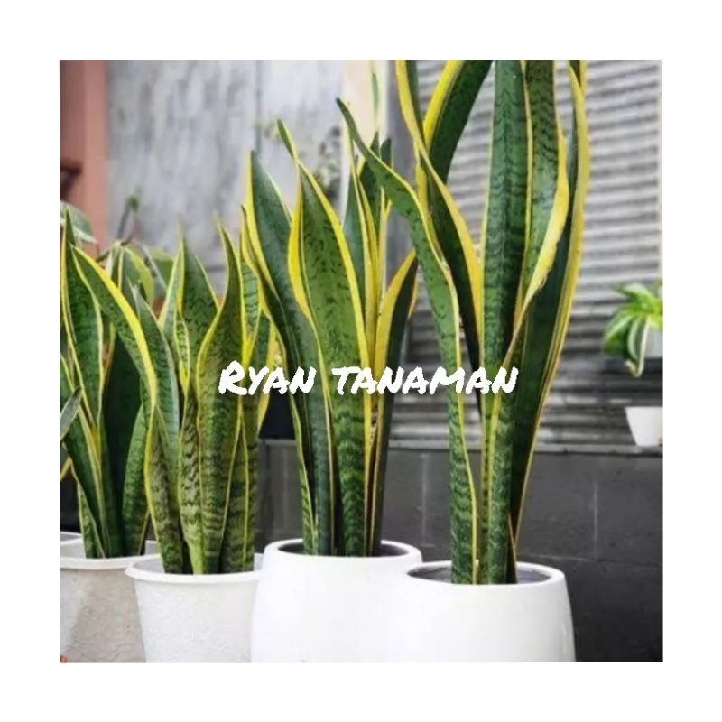Jual tanaman hias sensivera-sensivera lidah mertua-sensivera kuning ... Jual tanaman hias sensivera-sensivera lidah mertua-sensivera kuning ...