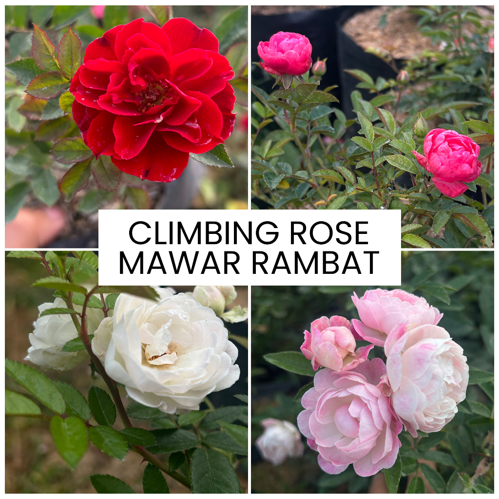 Jual CLIMBING ROSE | MAWAR RAMBAT SEGAR BERBUNGA | Shopee Indonesia