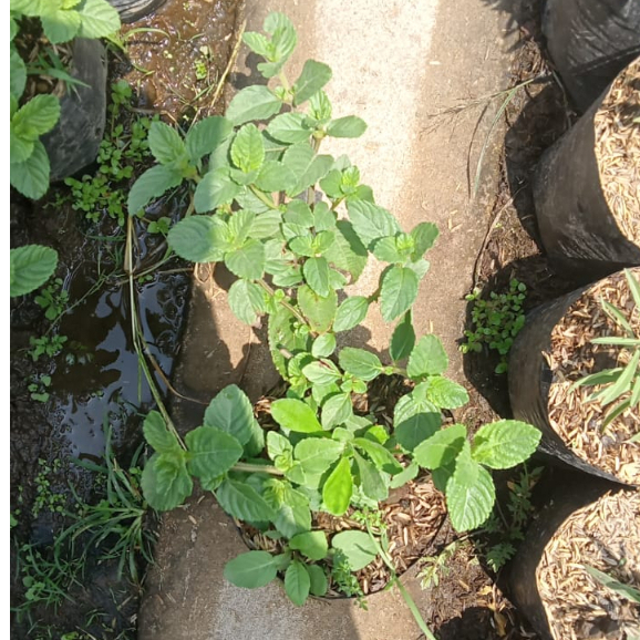 Jual Cincau Hitam (Platostoma palustre) - Bibit Tanaman Daun Cincau ...