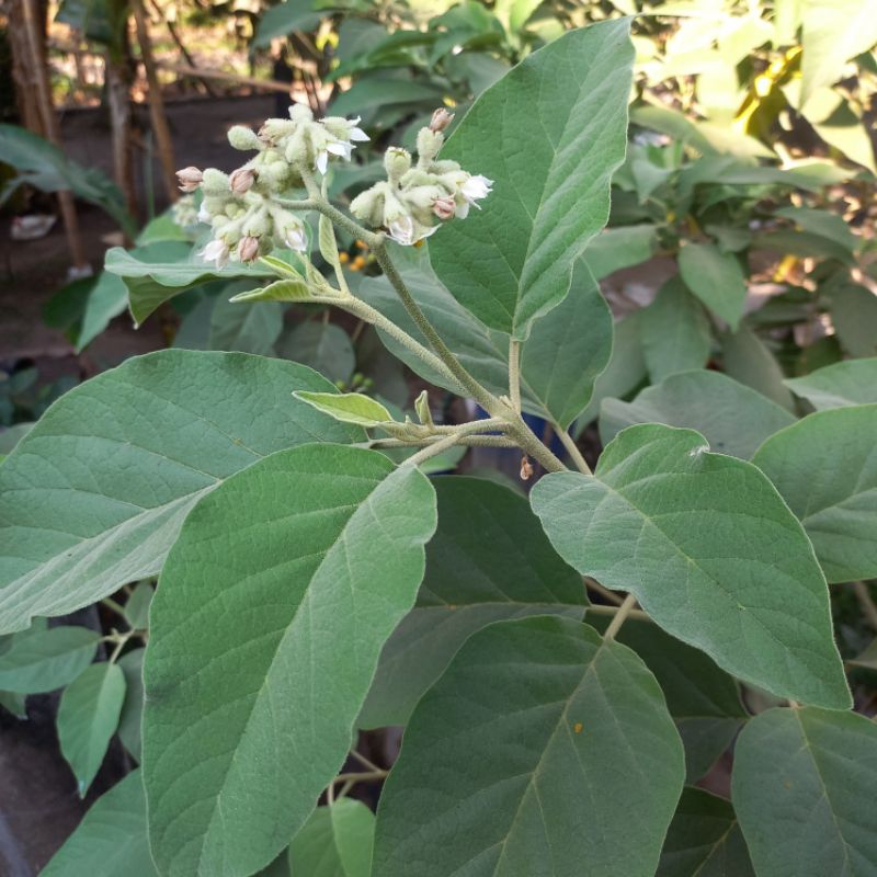 Jual Daun LANGU LANCING TETER SOLONUM MAURITIANUM minim Pembelian 20 ...