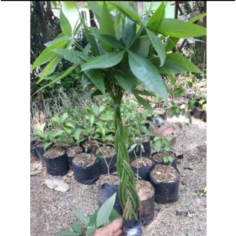 Jual Tanaman Hias pacira kepang 9 - pohon Pembawa Hoki | Shopee Indonesia