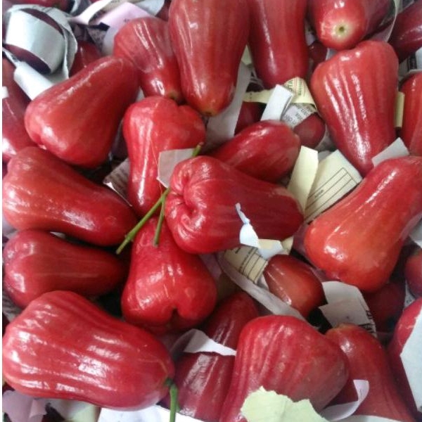 Jual Jambu Citra Merah Dan Cing Calo Segar per 500gr | Shopee Indonesia