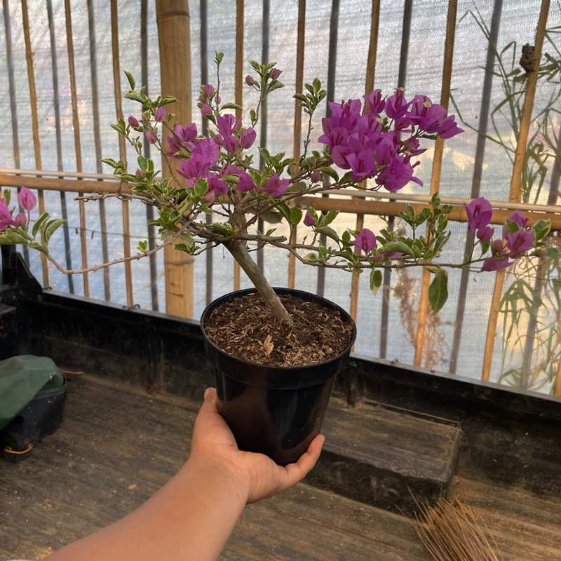 Jual Bougenvile Variegata Bunga Ungu Shopee Indonesia