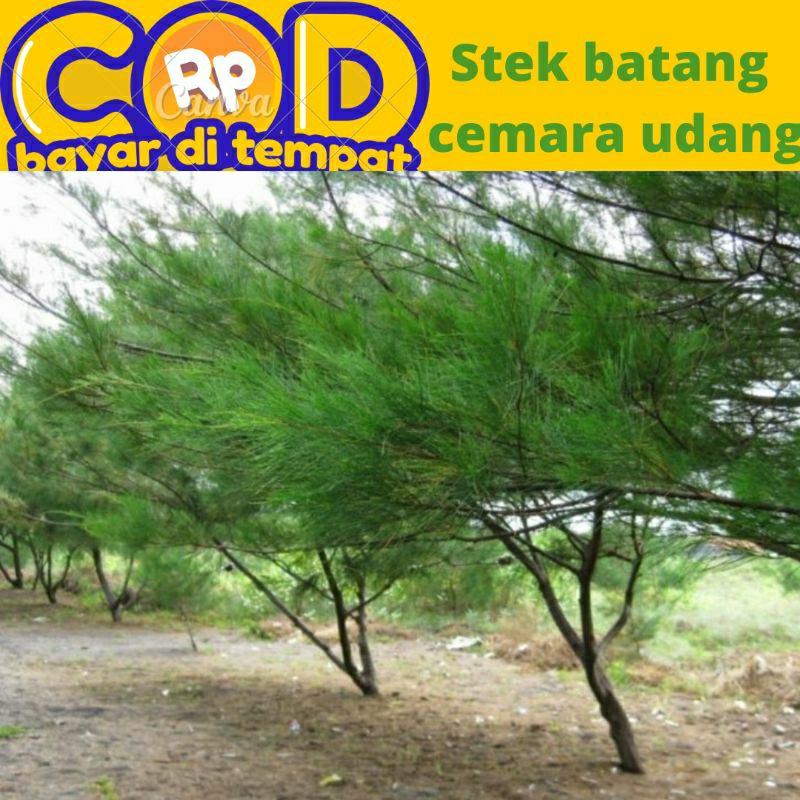 Jual stek batang Cemara udang buat bahan bonsai | Shopee Indonesia
