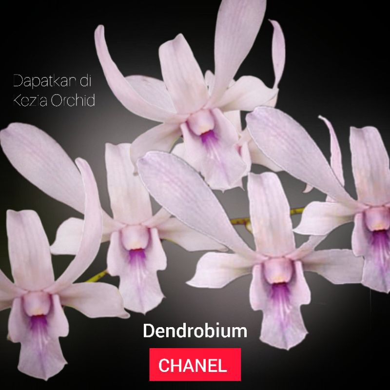 Jual Koleksi Anggrek Jadulan: Dendrobium Mirip Capung: Dendrobium ...