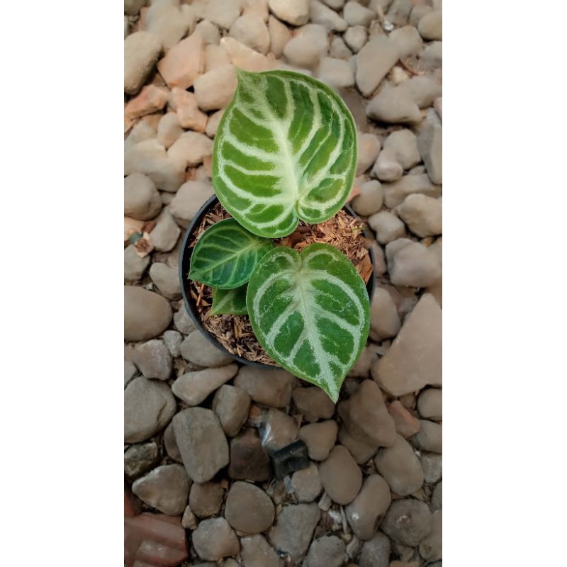 Jual tanaman hias anthurium dorayaki silver | Shopee Indonesia