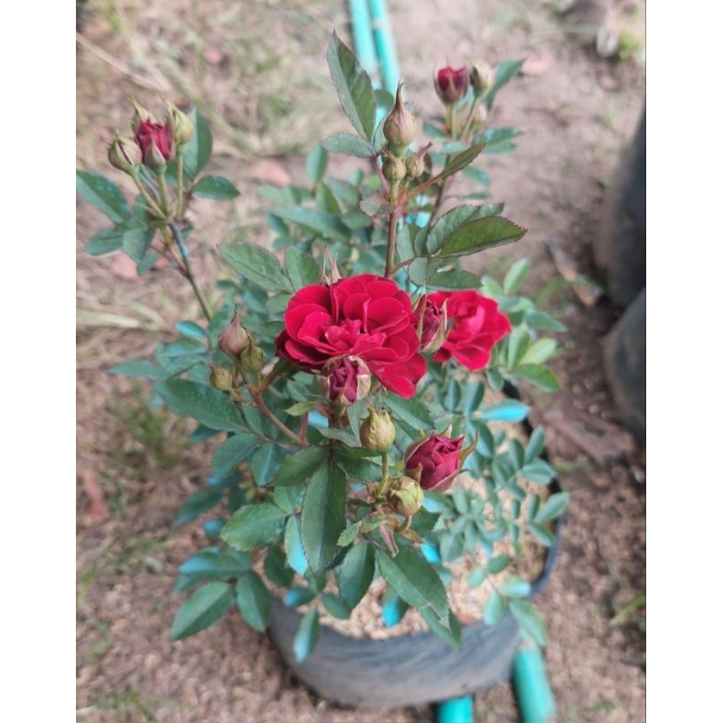 Jual tanaman indukan bunga mawar jepang/rose multiflora | Shopee Indonesia