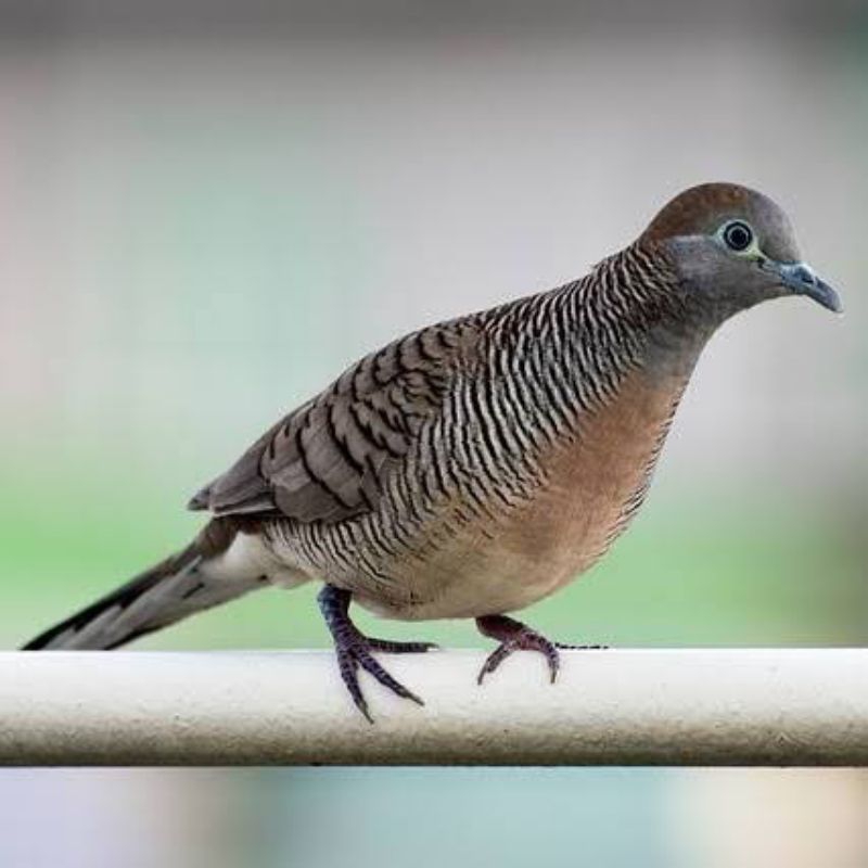 Jual BURUNG PERKUTUT LOKAL JANTAN | Shopee Indonesia