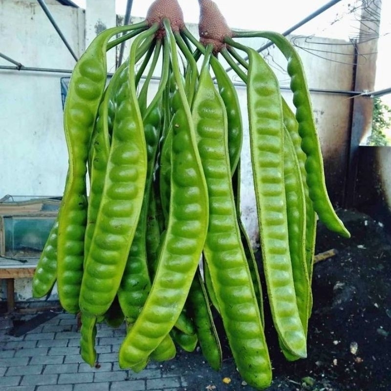 Jual Pete/petai 1 lonjor/papan COD | Shopee Indonesia