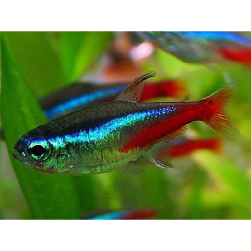 Jual Ikan Hias Neon Tetra Size M hingga L untuk Aquarium Aquascape ...