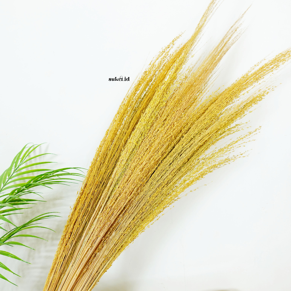 Jual GREEN GRASS / BUNGA RUMPUT GAJAH | Shopee Indonesia