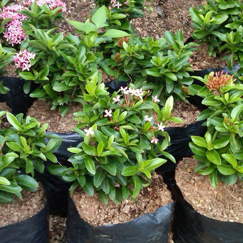 Jual Tanaman Hias Hidup Bunga Soka Pink - Bunga Asoka Pink - Bunga ...