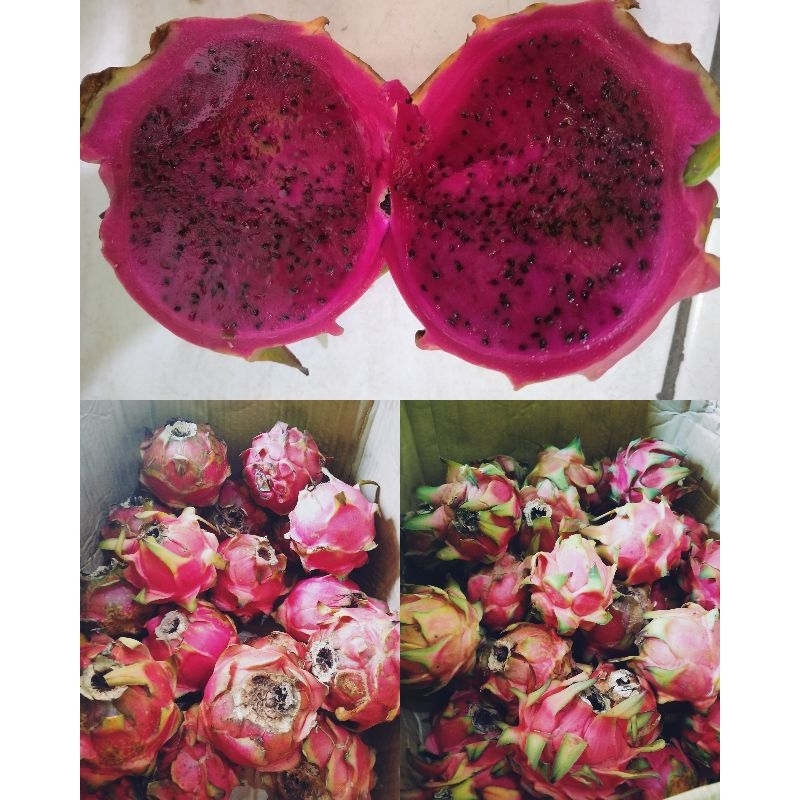 Jual buah naga rasa manis per 1 kg | Shopee Indonesia