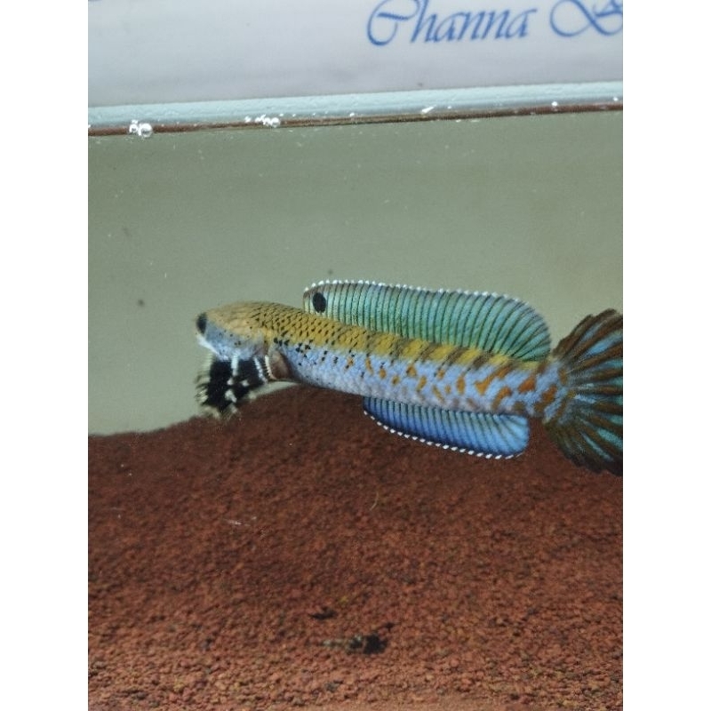 Jual +Sticker blue pulchra singel tank | Shopee Indonesia
