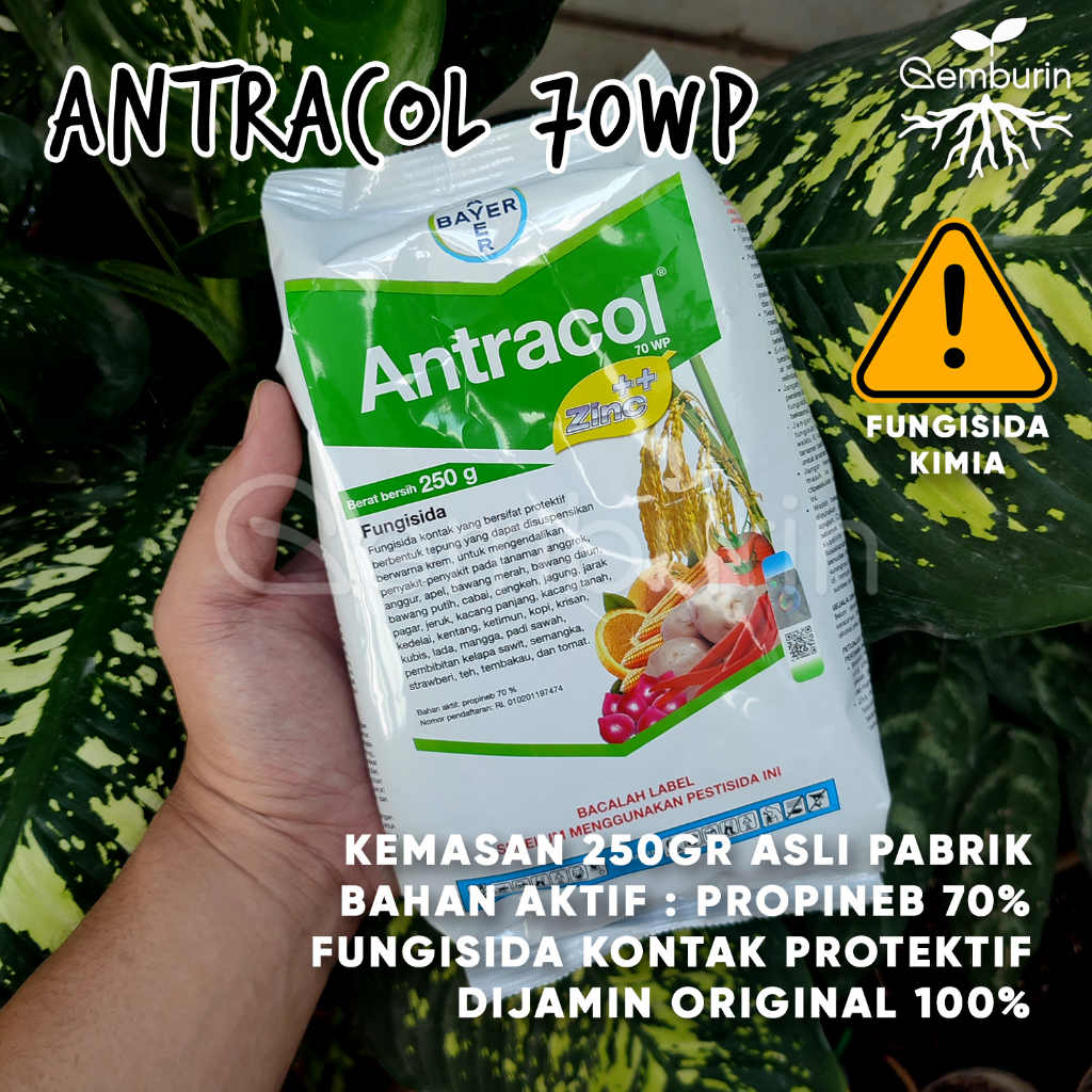 Jual Antracol 70 WP Kemasan 250 gram Asli Pabrik / Fungisida Kontak ...