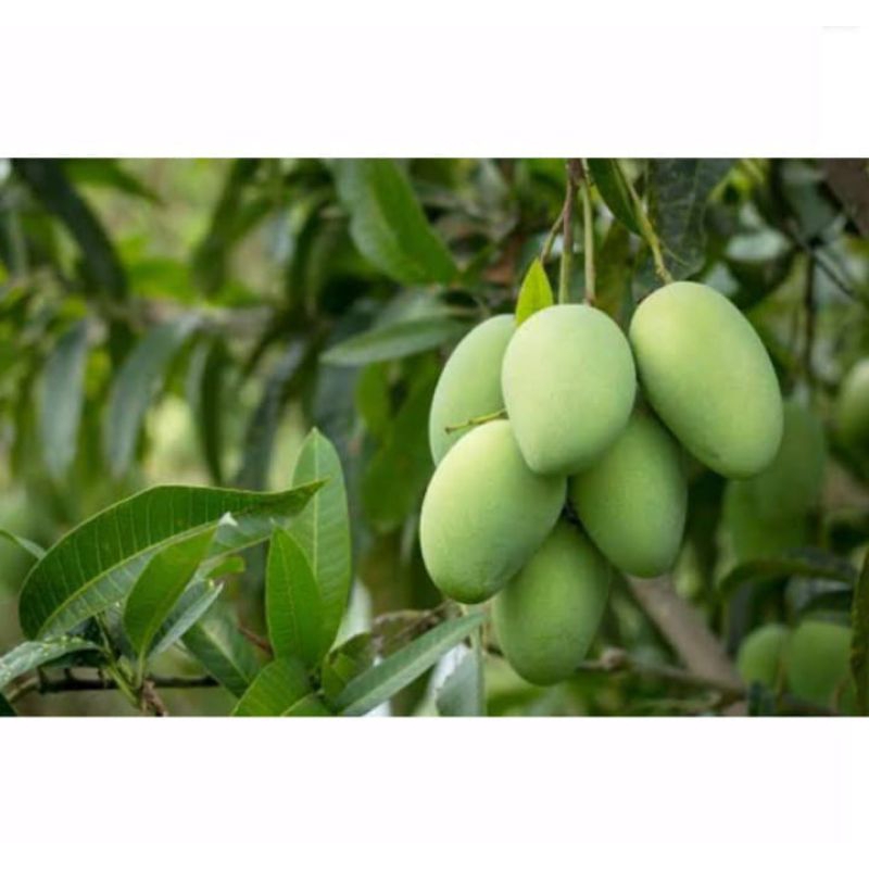 Jual Buah mangga muda 1 kg mangga muda mangga rujak mangga asem mangga ... Jual Buah mangga muda 1 kg mangga muda mangga rujak mangga asem mangga ...