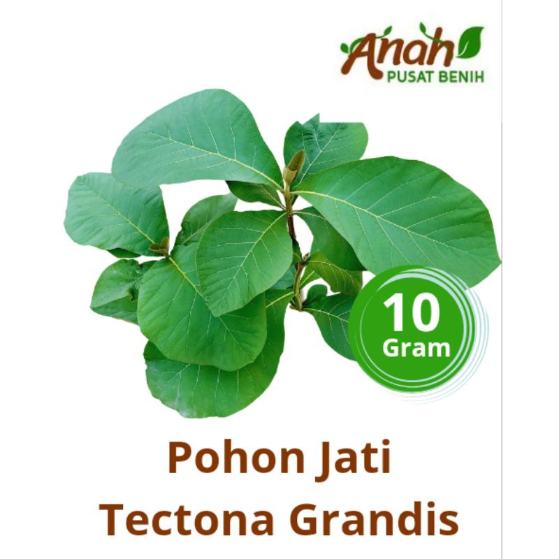 Jual Benih Pohon jati Tectona Grandis 10 gram / bibit pohon jati ...