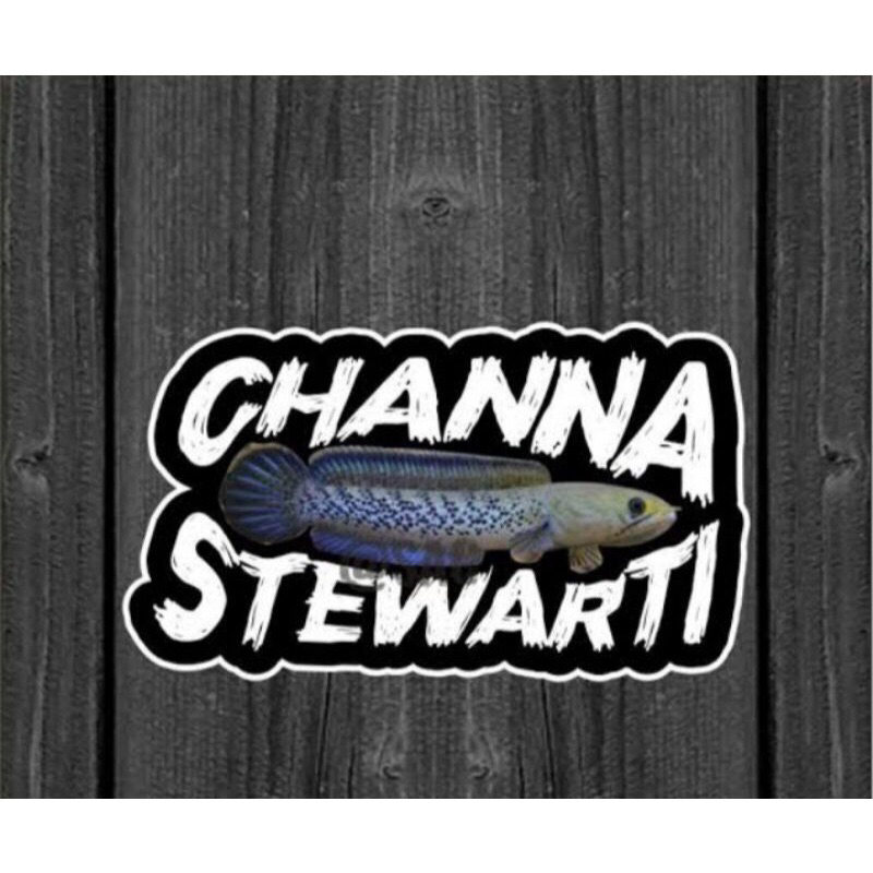Jual stiker chana stewarti 8-10cm | Shopee Indonesia