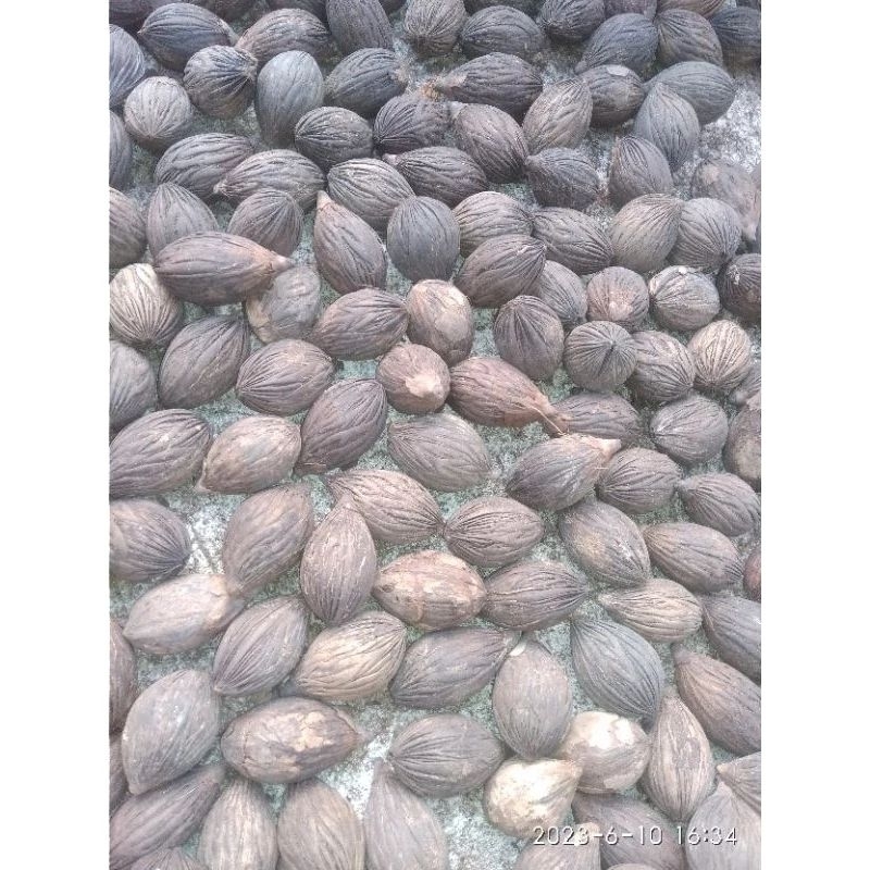 Jual biji buah palem bahan kerajinan, 1kg batok palem, bahan kerajinan ...