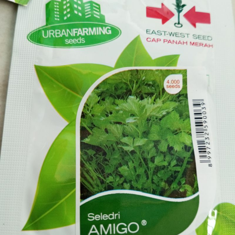 Jual Bibit benih daun seledri daun sop | Shopee Indonesia