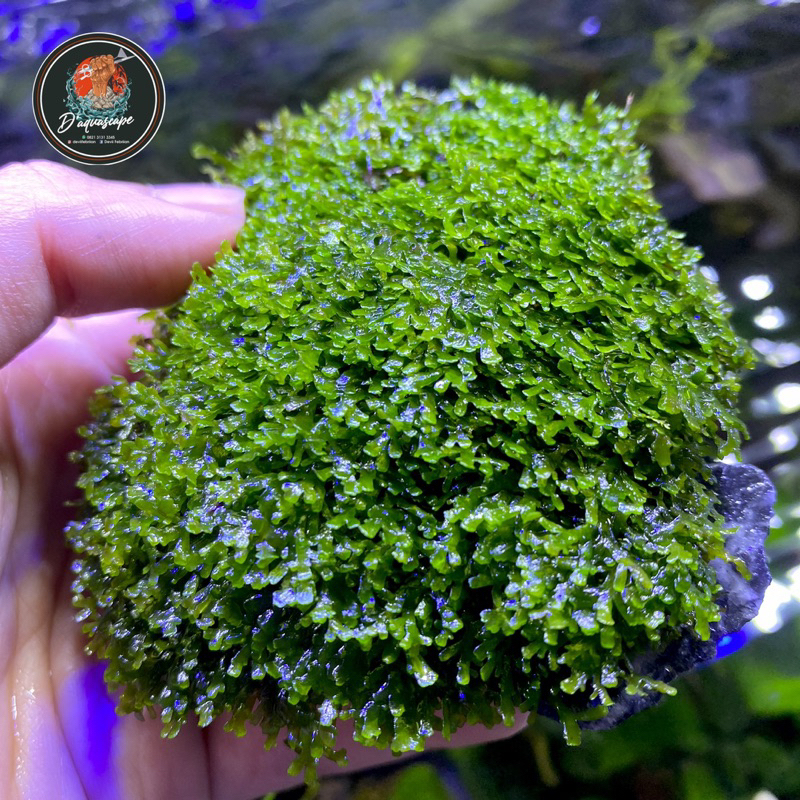 Jual Ricardia Daun air Bahan Gread A Porsi / Mika | Shopee Indonesia