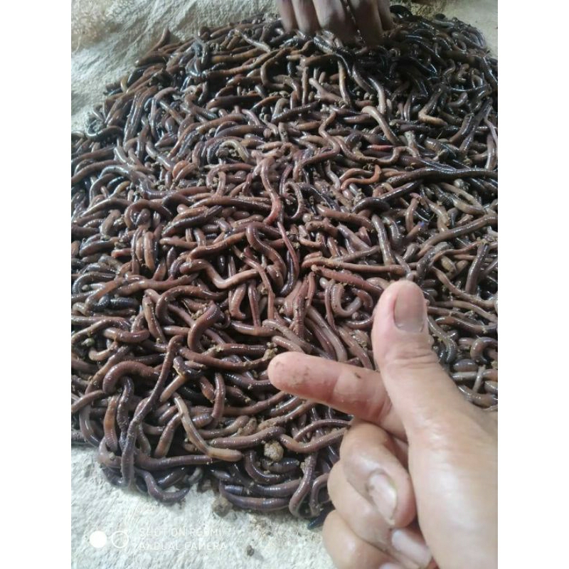 Jual CACING TANAH SUPER /CACING KALUNG KEBO 100 gram | Shopee Indonesia