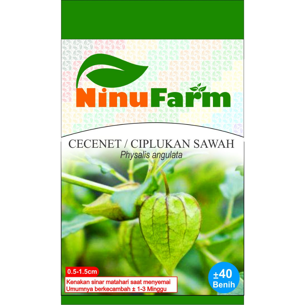Jual Benih Cecenet Ciplukan Sawah 40Seeds | Shopee Indonesia