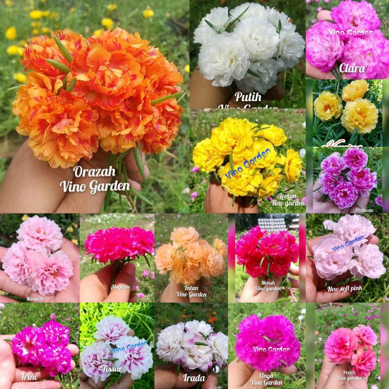 Jual Paket Krokot murah 20 warna warni 200 stek (Lokal/Import) | Shopee ...