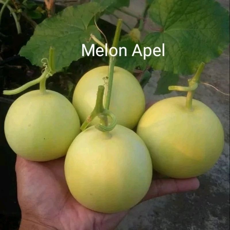 Jual benih buah MELON APEL MINI F1 kecil manis isi 3bj | Shopee Indonesia