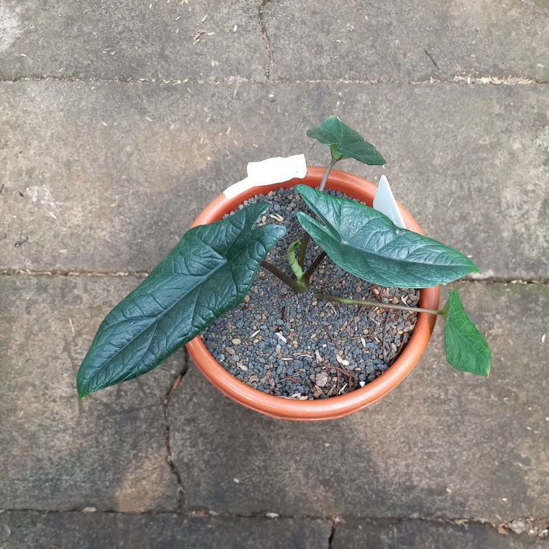 Jual Tanaman Hias Jenis Aroid Alocasia Scalprum | Shopee Indonesia