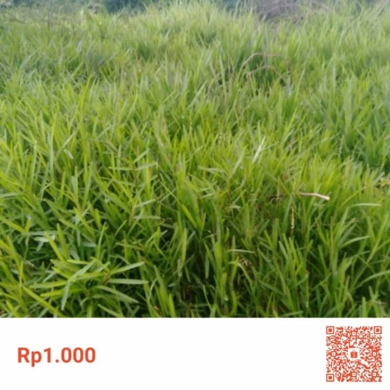 Jual rumput steno, stenotaphrum secundatum, rumput steno balitnak ...