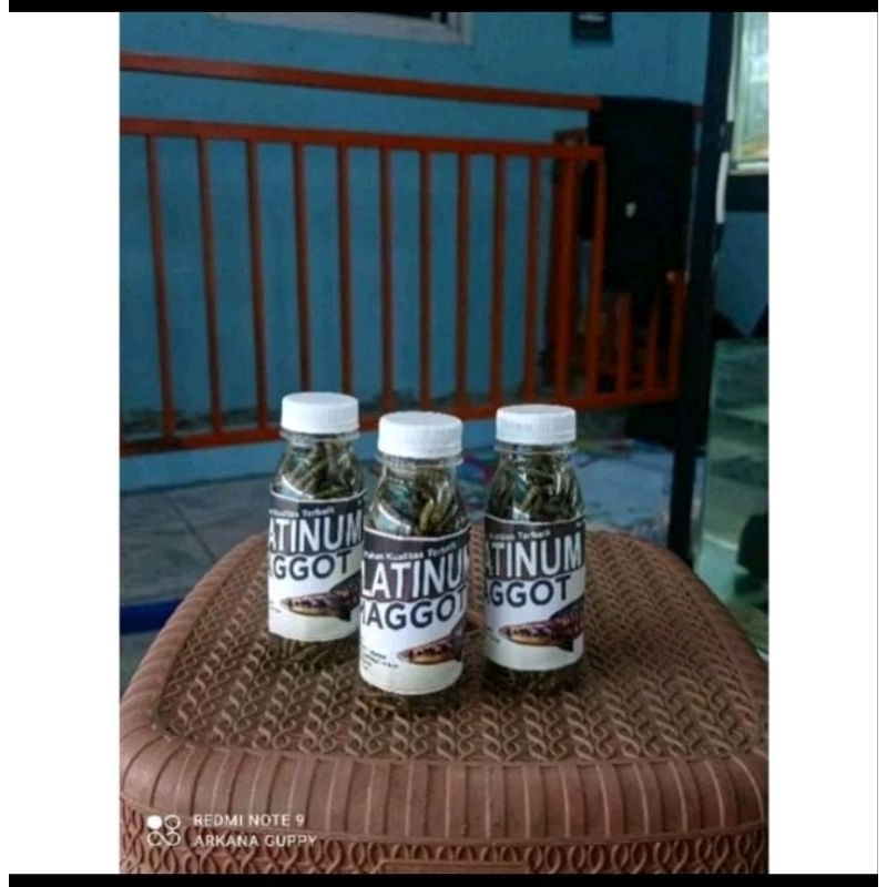 Jual magot kering BSF 30 gr platinum maggot /black maggot asiatica ...