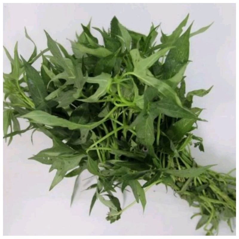 Jual Sayur Daun Ubi /Ketela Rambat Sayur Segar | Shopee Indonesia