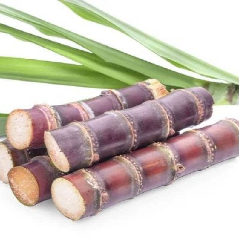 Jual Batang Tebu Merah Segar 1 Kg | Shopee Indonesia
