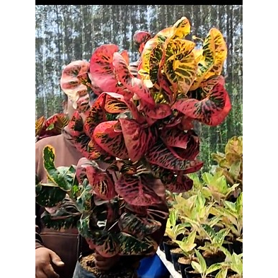 Jual Puring Rimbun Apel Hybrid | Shopee Indonesia