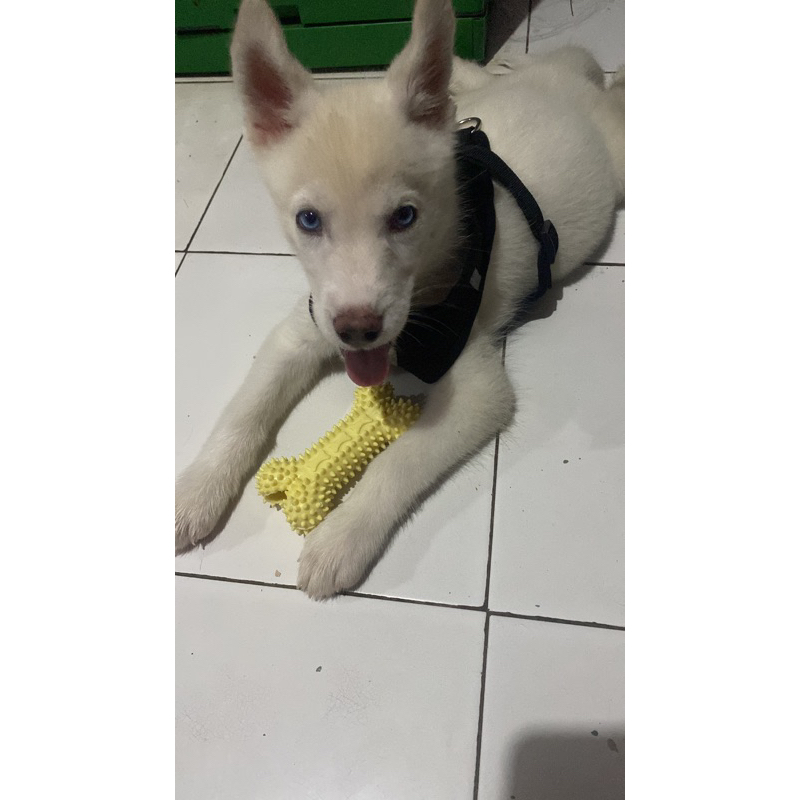 Jual Siberian Husky 2 Bulan + Kandang anjing | Shopee Indonesia