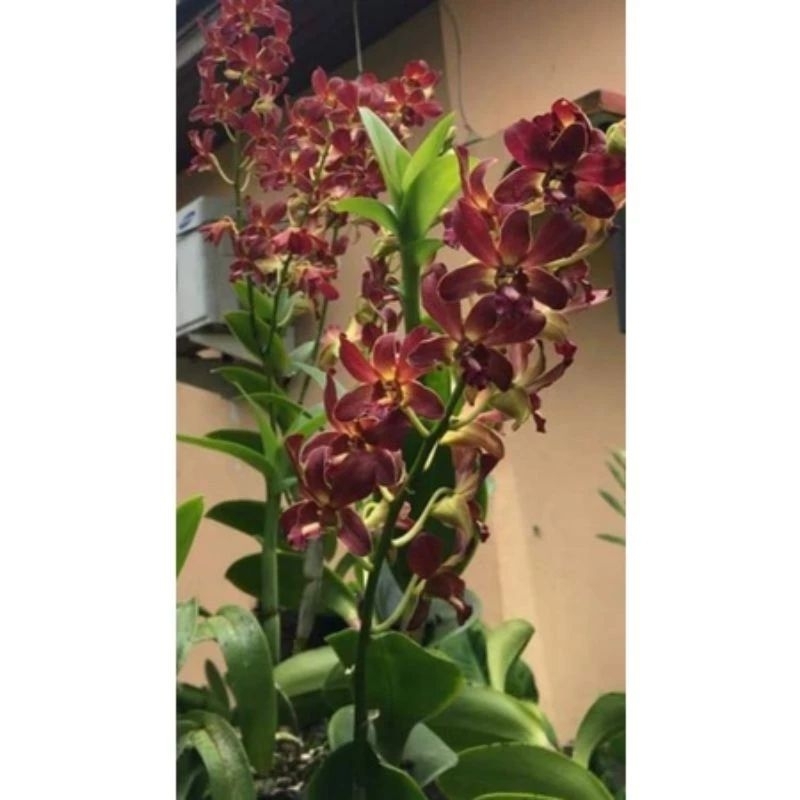 Jual anggrek dendrobium elder besar | Shopee Indonesia