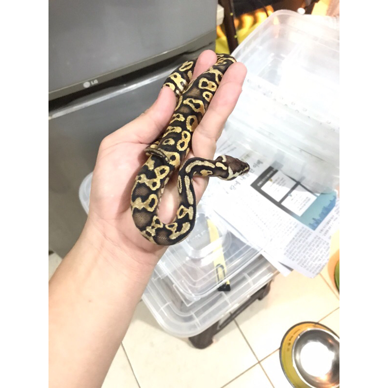 Jual Ball Python Pastel I Ball Python | Ball Python Morph Pastel Male ...