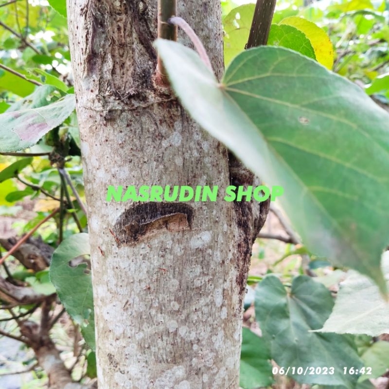 Jual KULIT KAYU POHON WARU SEGAR | Shopee Indonesia