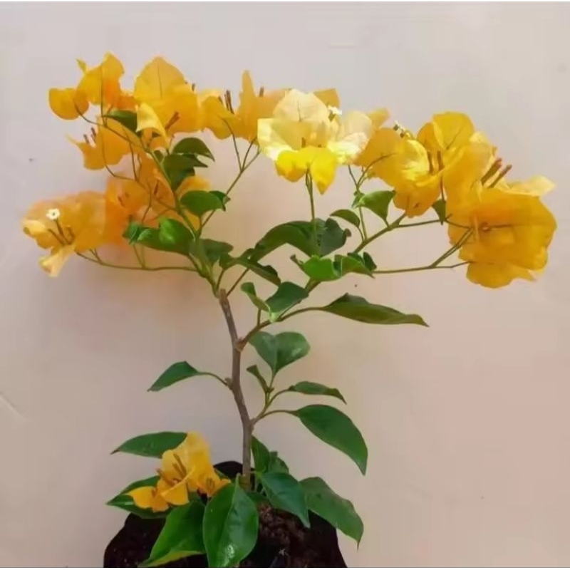 Jual BUGENVIL!!! Tanaman hias bougenville monalisa kuning - bougenville ...