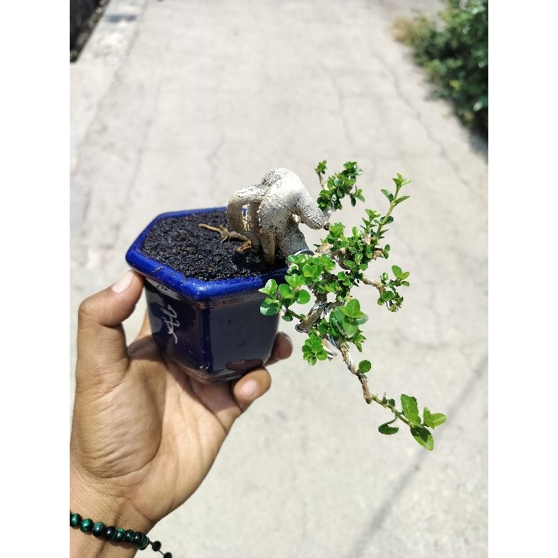 Jual bahan bonsai Sancang mini | Shopee Indonesia Jual bahan bonsai Sancang mini | Shopee Indonesia