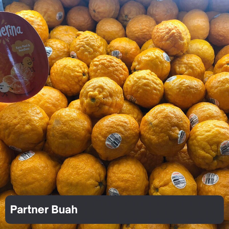 Jual Jeruk Summerinna Australia 1 Kg | Shopee Indonesia