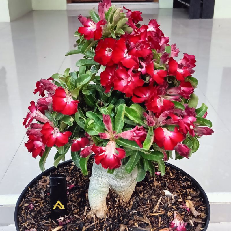 Jual Adenium Karakter ID. DHA MULTIPETAL ( Bunga FIX Tumpuk ) | Shopee ...