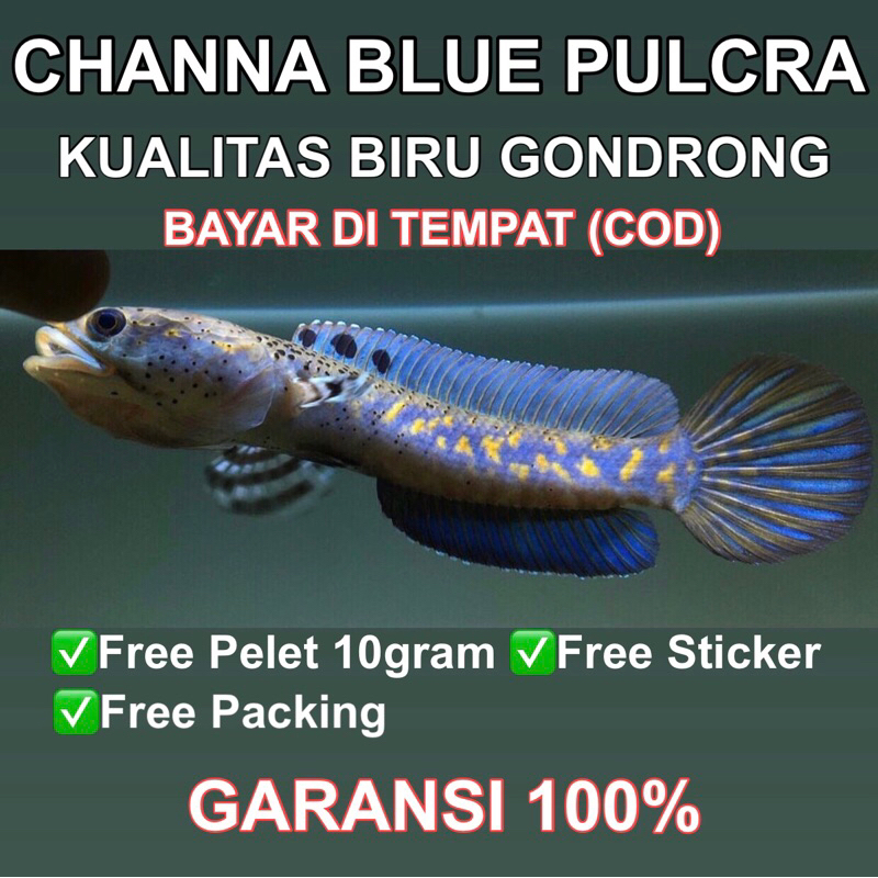Jual CHANNA BLUE PULCRA 12-13 CM | Shopee Indonesia