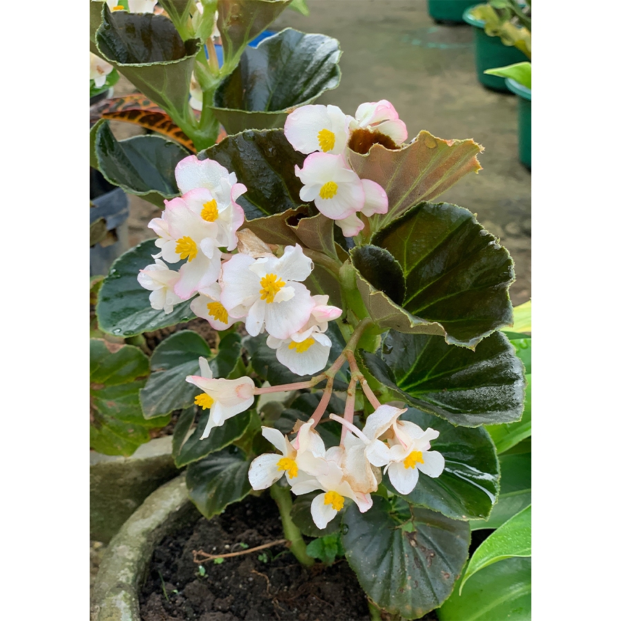 Jual Tanaman Bunga Begonia cuculata putih - Tanaman Hias Begonia Bali ...