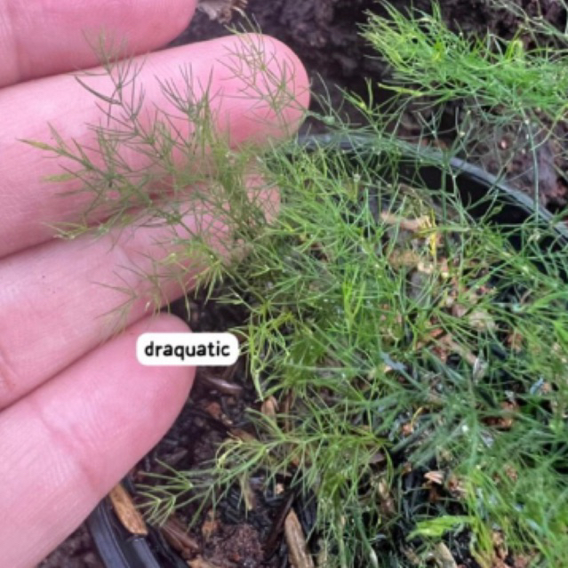 Jual Tanaman Hias Asparagus | Bunga Asparagus | Tanaman Paludarium ...